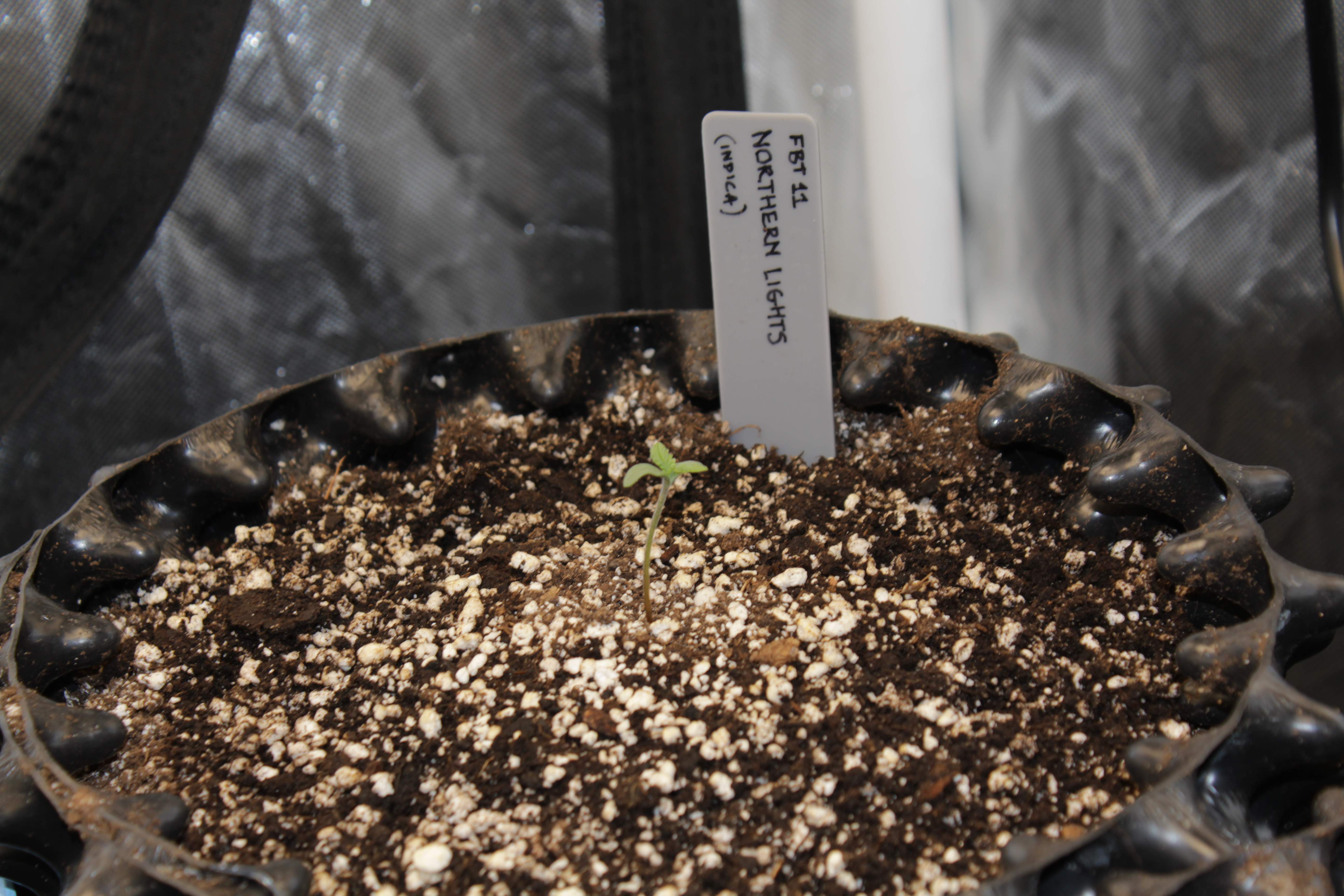 Fast Buds Northern Lights Auto grow diary (journal) week1 by PharmaZ ...