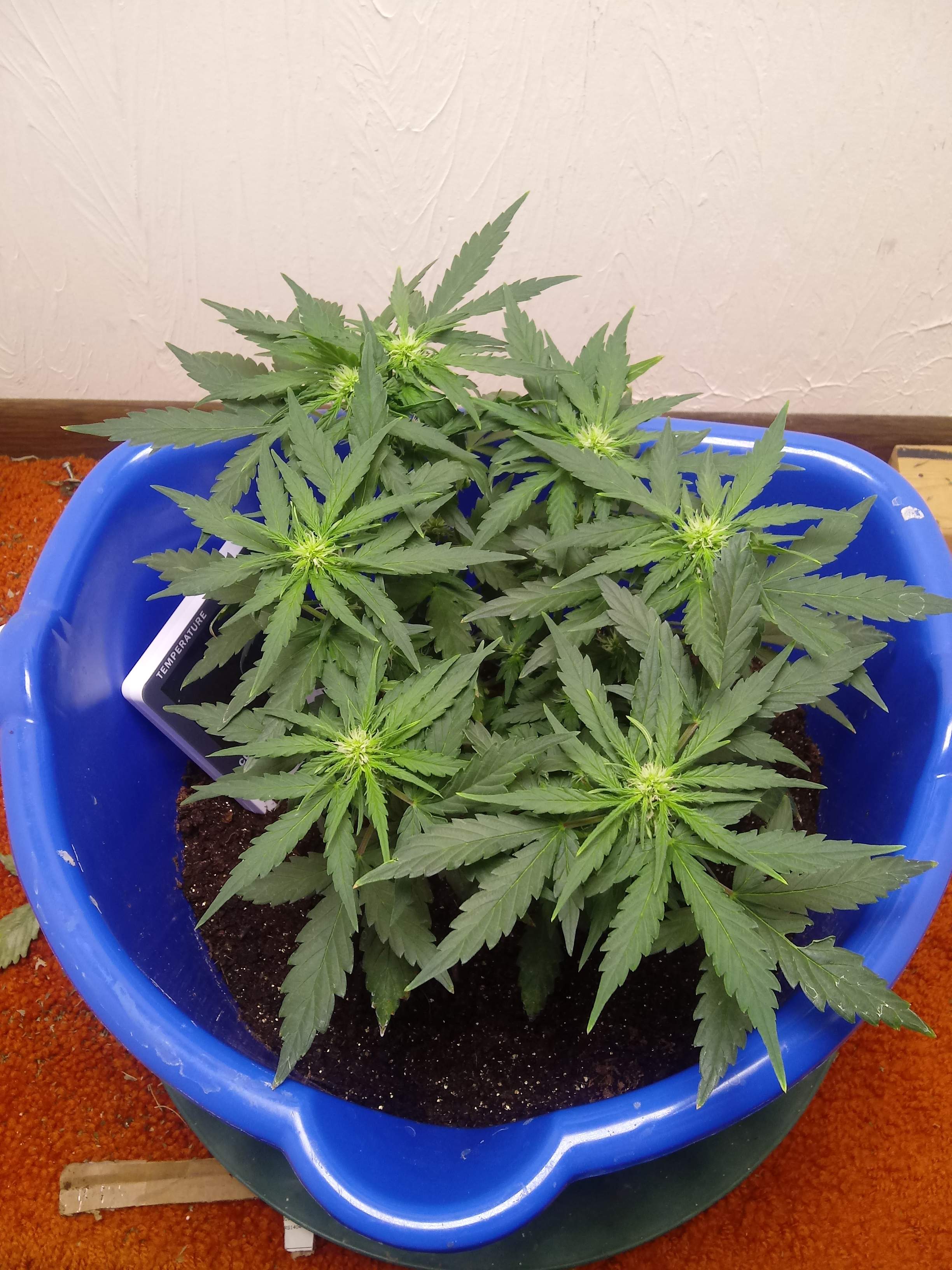 Fast Buds Zkittlez Auto grow diary (journal) week5 by GutterHoe ...