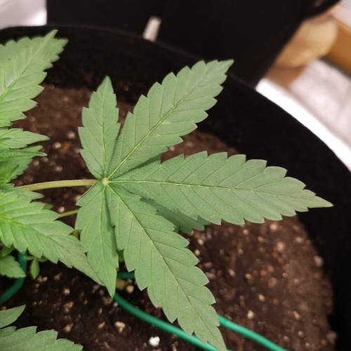Royal Queen Seeds Royal Jack Automatic grow journal week4 by slalomyc ...