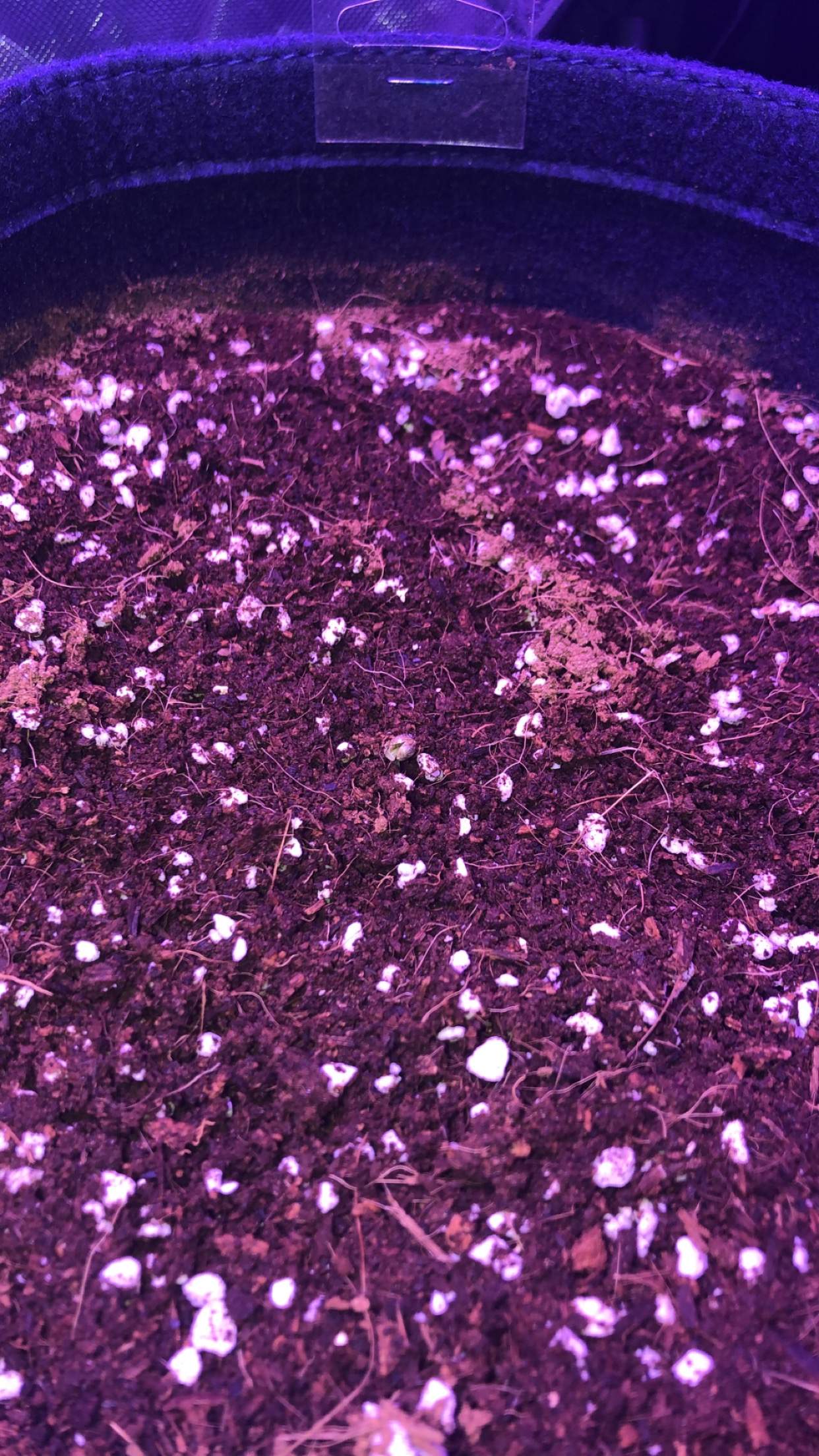 skittle berry blast autoflower 2 grow diary (journal) week1 by ...