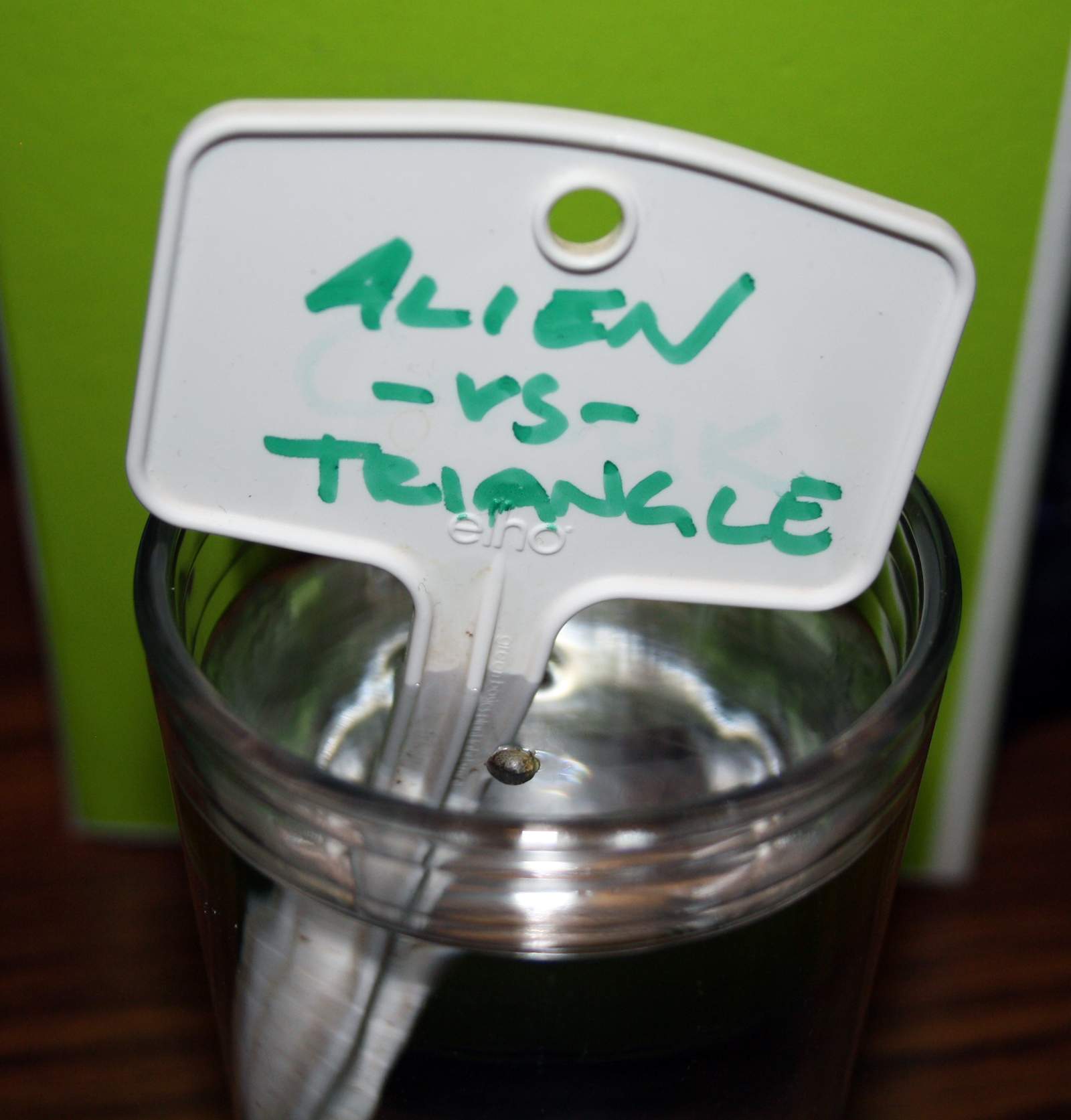 Mephisto Genetics Alien vs. Triangle grow diary (journal) week1 by ...