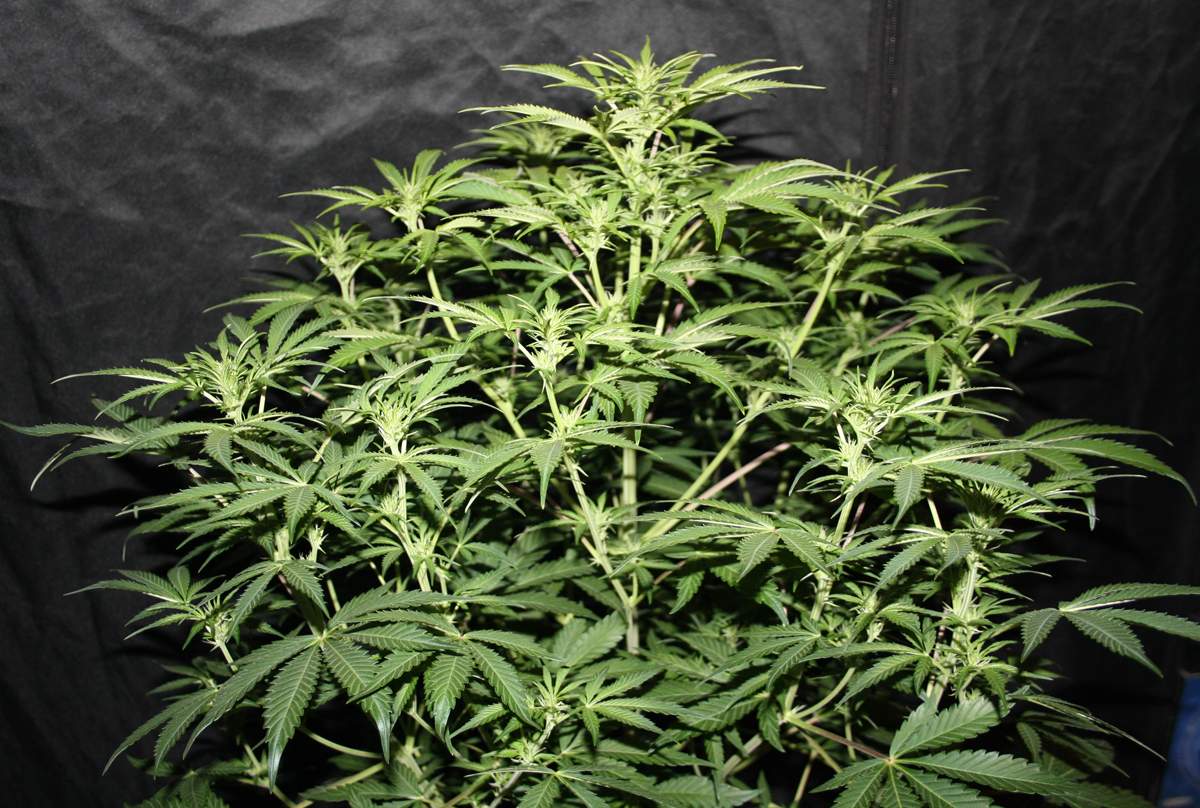 Mephisto Genetics Alien vs. Triangle grow diary (journal) week7 by ...