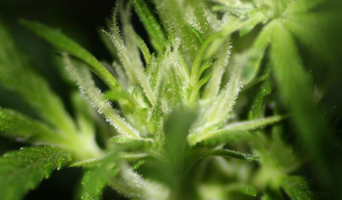 Mephisto Genetics Alien vs. Triangle grow diary (journal) week7 by ...