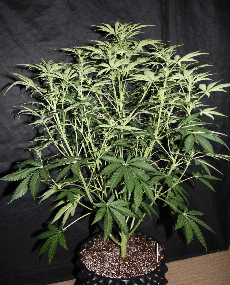 Mephisto Genetics Alien vs. Triangle grow diary (journal) week7 by ...