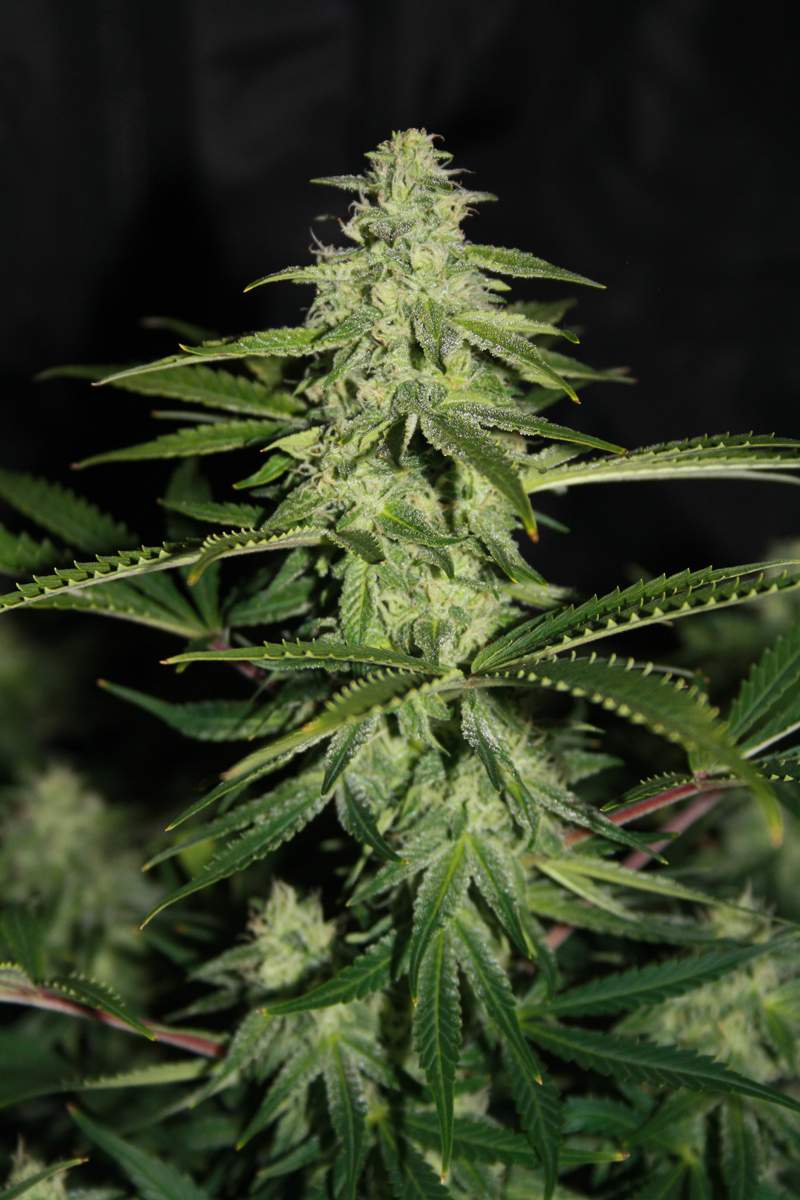 Mephisto Genetics Alien vs. Triangle grow diary (journal) week10 by ...