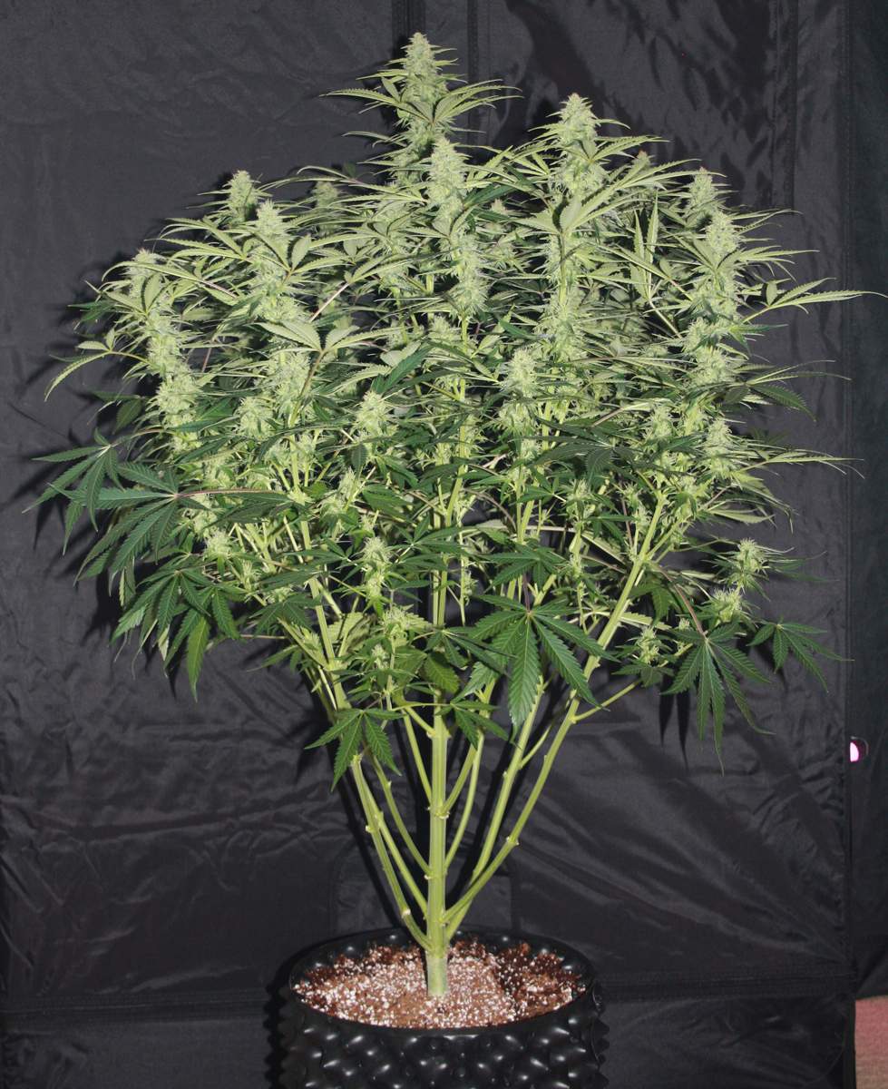 Mephisto Genetics Alien vs. Triangle grow diary (journal) week10 by ...