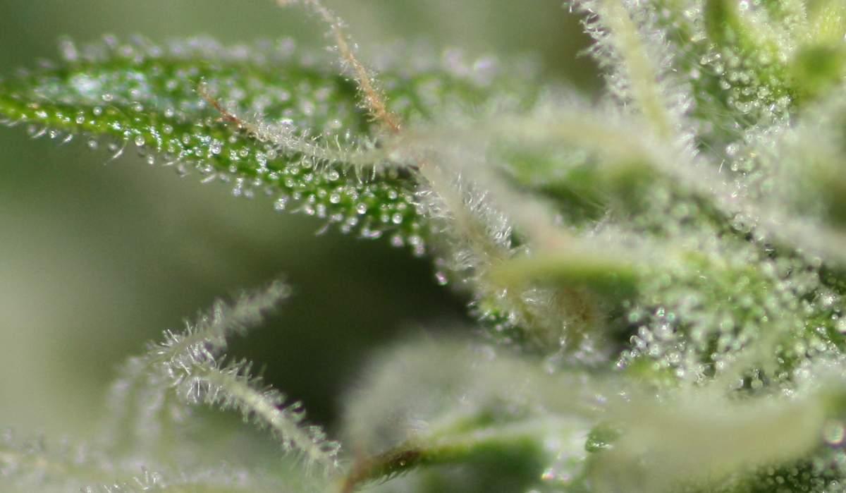 Mephisto Genetics Alien vs. Triangle grow diary (journal) week10 by ...