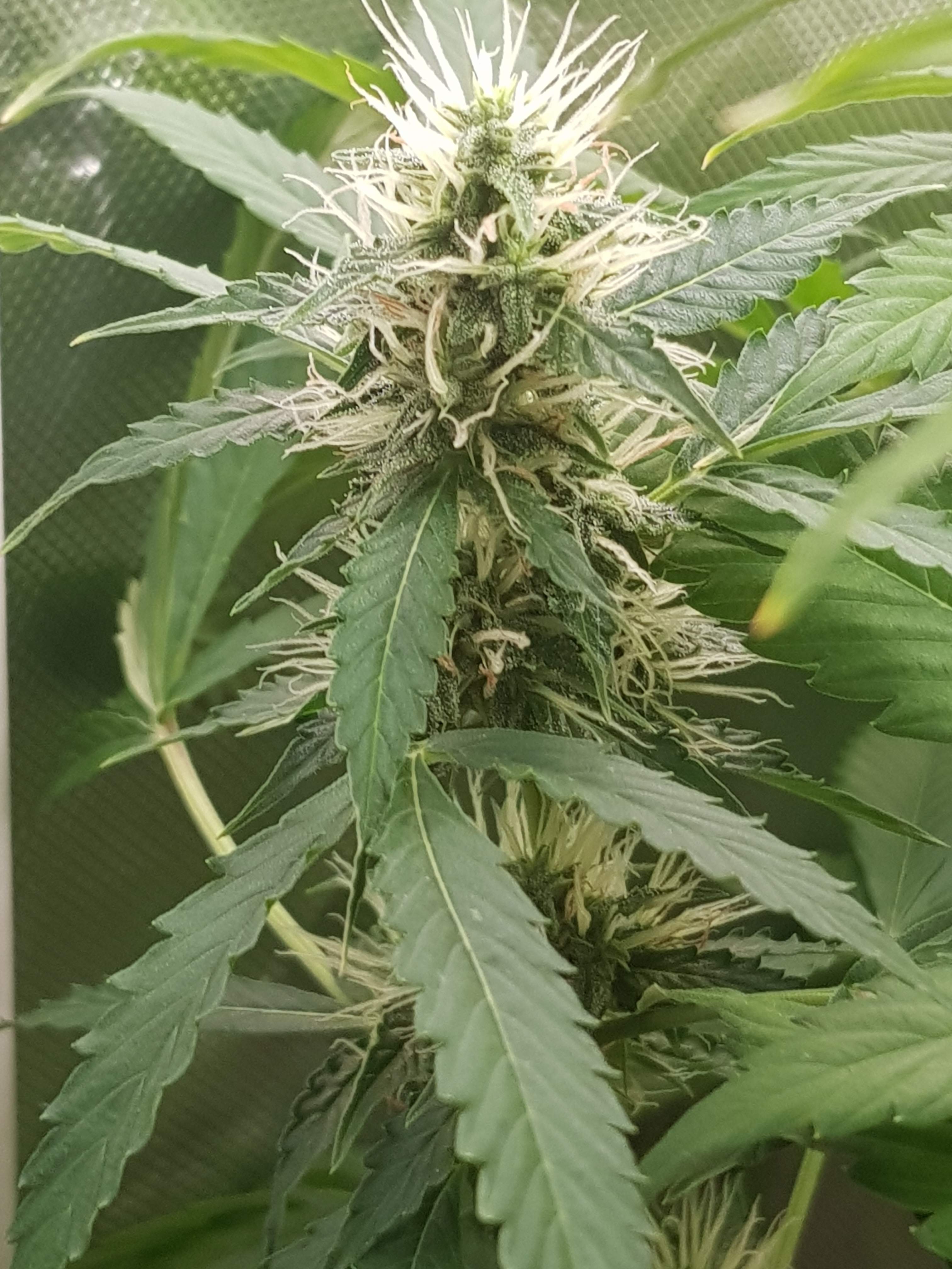 Sensi Seeds Mandarine Punch Auto, Sensi Seeds Double Kush Cake Auto grow journal week10 by Bud ...