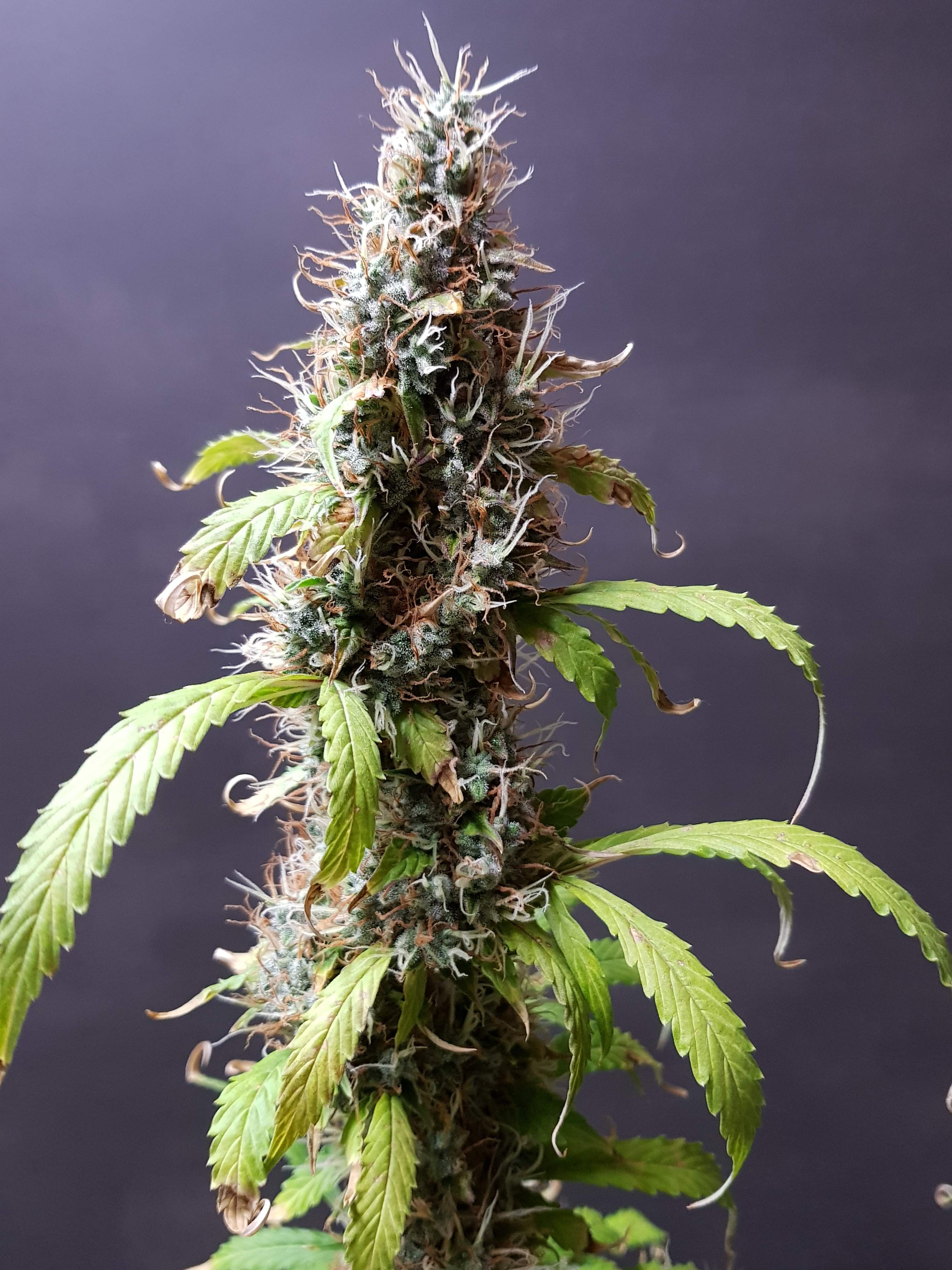 Sensi Seeds Mandarine Punch Auto, Sensi Seeds Double Kush Cake Auto ...