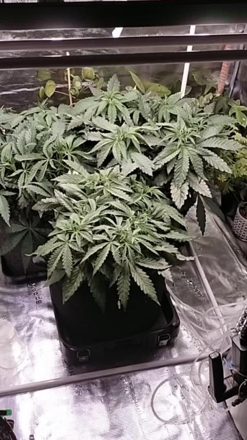 Bruce Banner Cannabis Strain Information - GrowDiaries