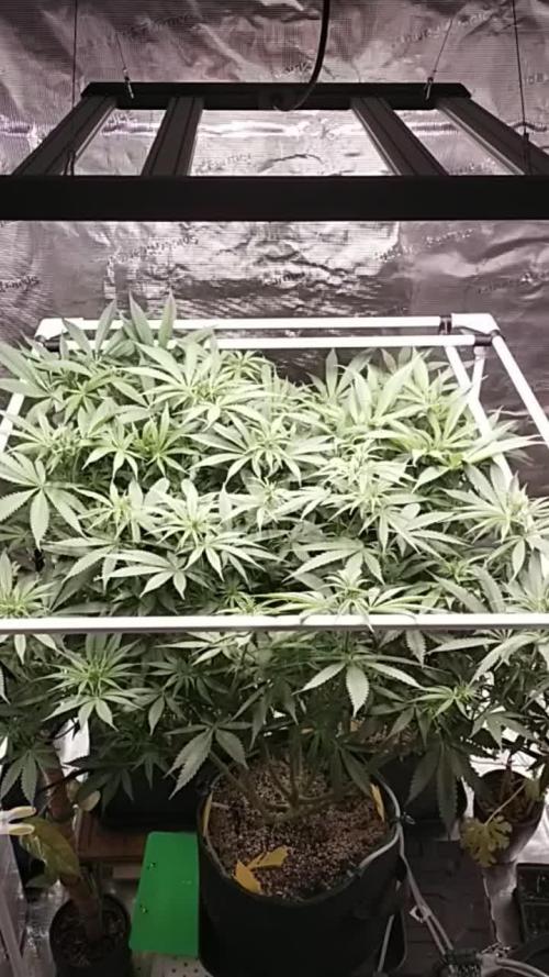 Bruce Banner Cannabis Strain Information - GrowDiaries