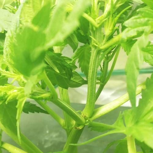 Fast Buds Gorilla Auto grow journal week7 by illyrian - GrowDiaries