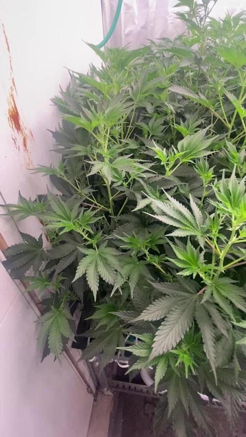 Trop Cherry Cannabis Strain Information - GrowDiaries