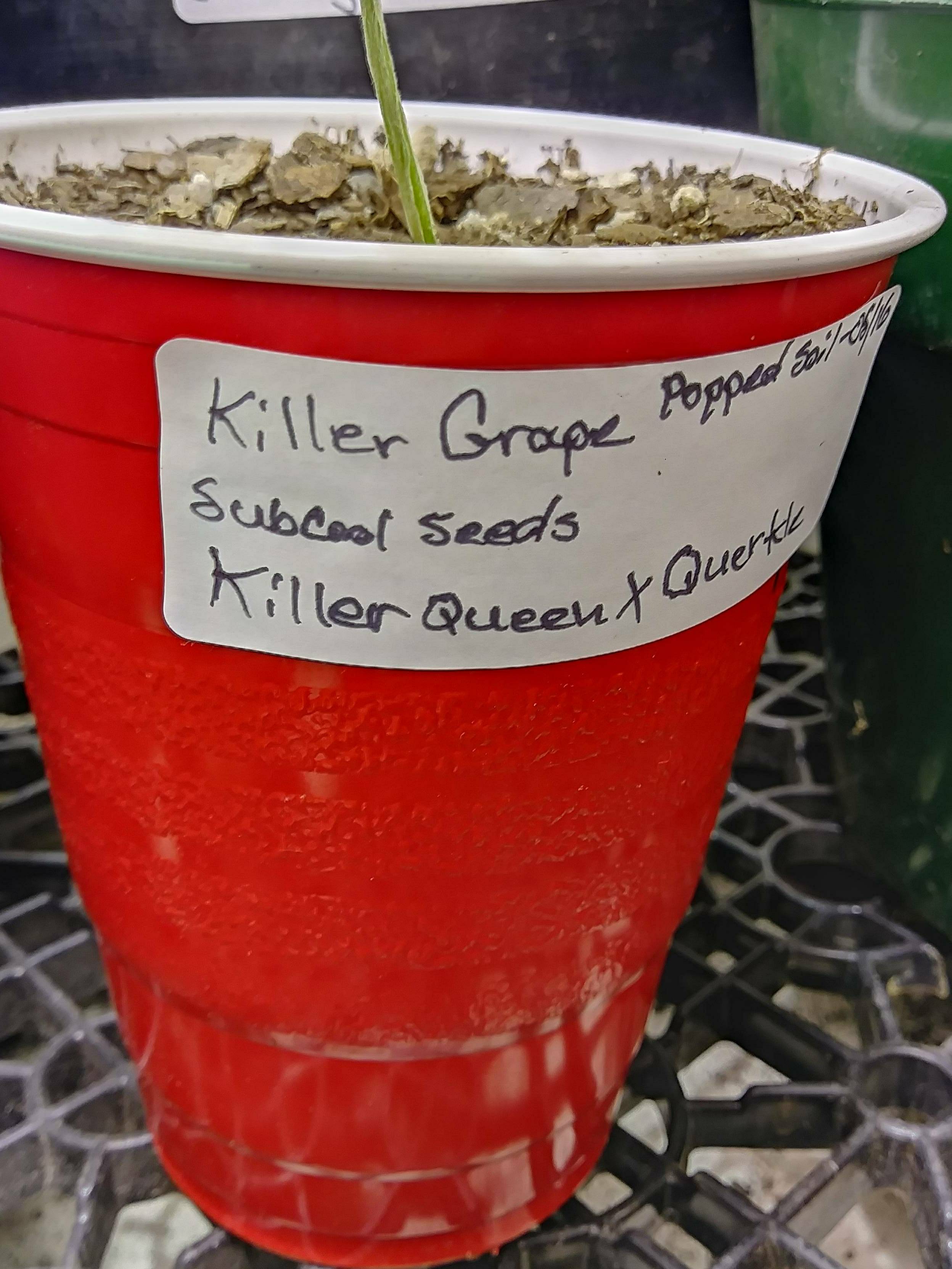 TGA Genetics Subcool Seeds Killer Grape grow journal week3 by ...