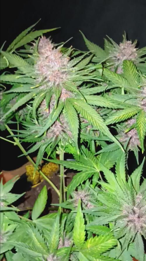 LSD-25 Auto Seeds by Fast Buds - GrowDiaries