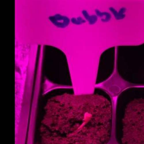 MSNL Bubblegum Autoflower grow journal by CultivatingMass - GrowDiaries
