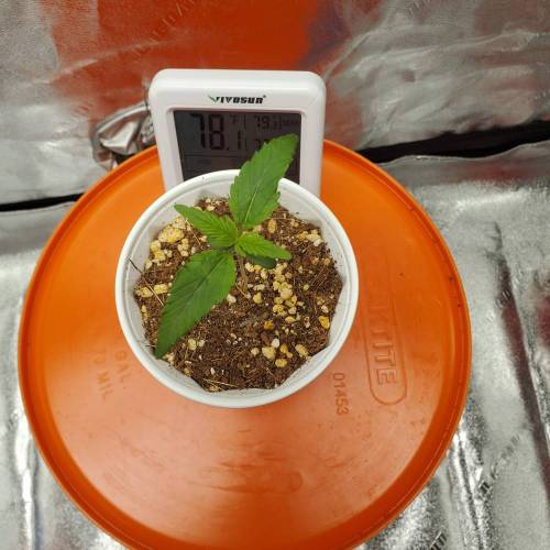 Bruce Banger Fast - First Photo Run! grow journal by NotShowingGrowing ...