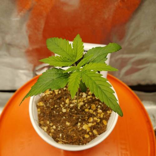 Bruce Banger Fast - First Photo Run! grow journal by NotShowingGrowing ...