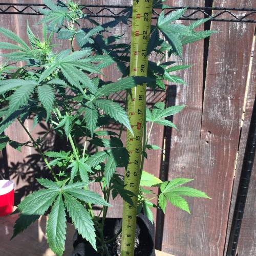 MSNL Caramelicious Autoflower grow journal by Steven - GrowDiaries