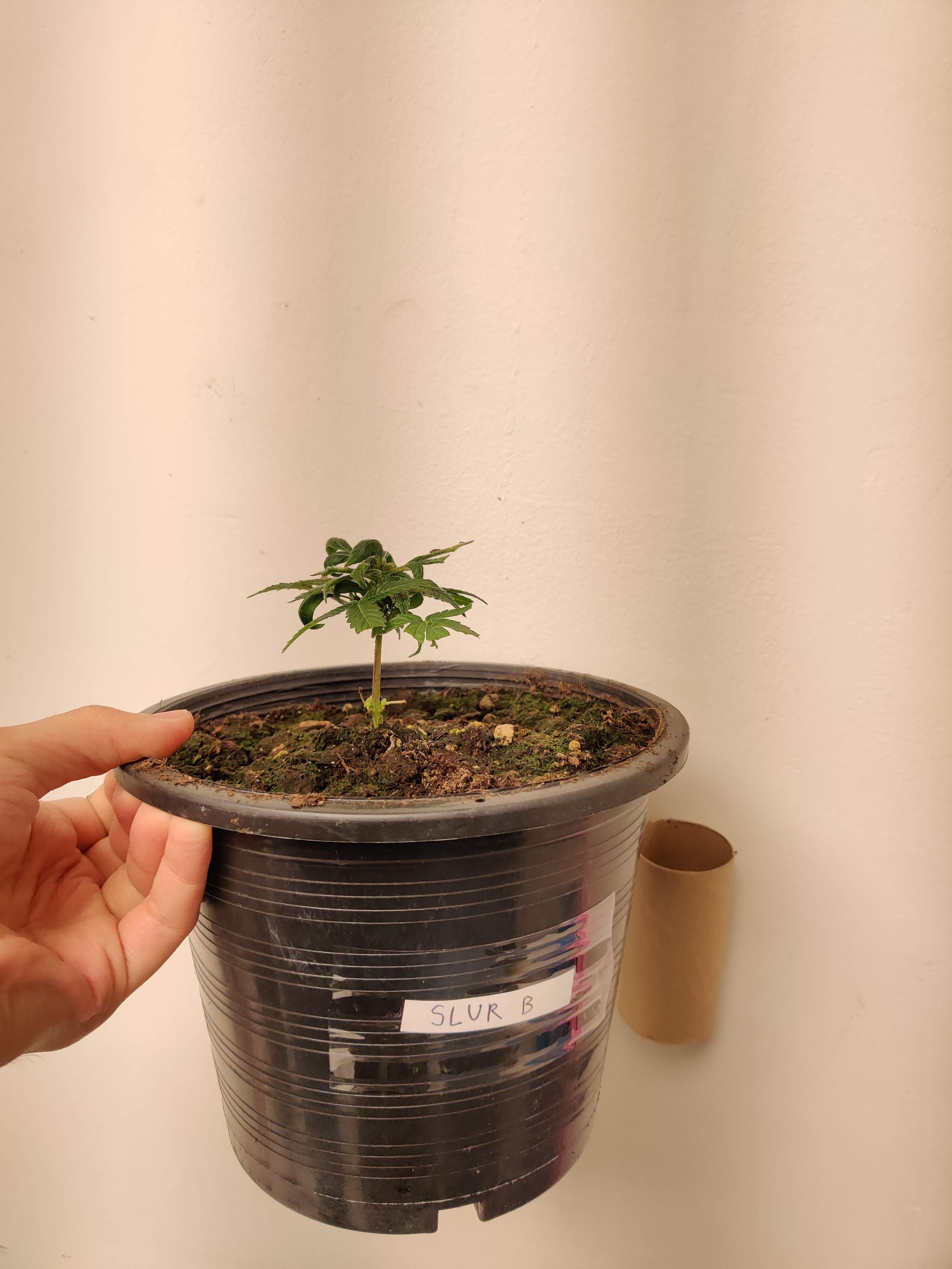 In House Genetics Slurricane IX grow diary (journal) week2 by ...