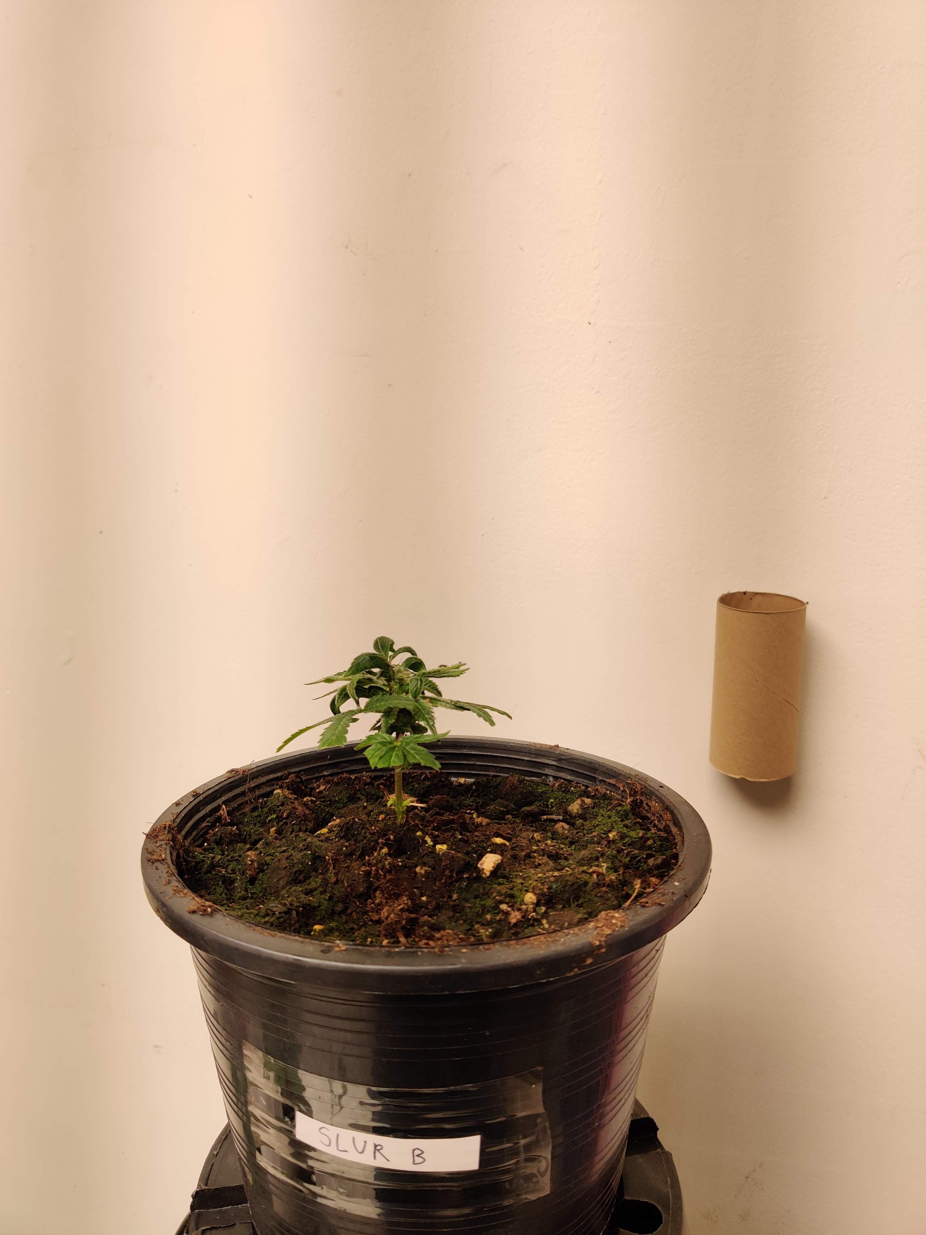 In House Genetics Slurricane IX grow diary (journal) week2 by ...