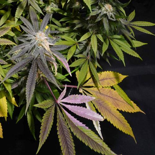 Custom Breeder & Strain Sluricane grow journal by 2000sCircusFarmBoy ...