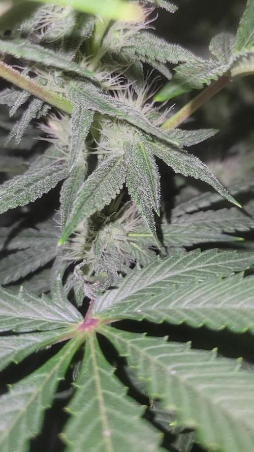 Cherry Poppers Cannabis Strain Information - GrowDiaries