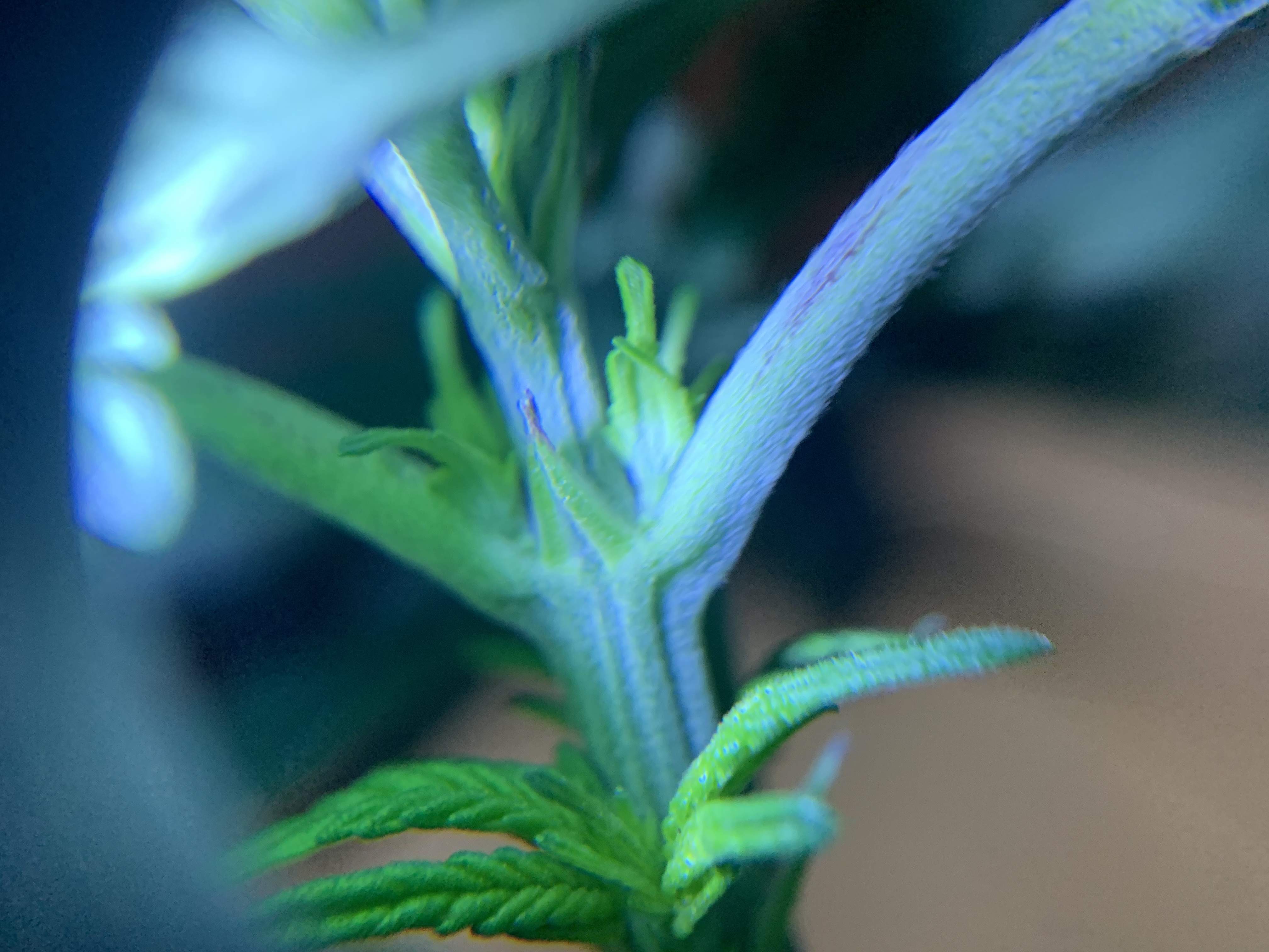 Seedsman Auto Kush grow diary (journal) week7 by Jefrogro - GrowDiaries