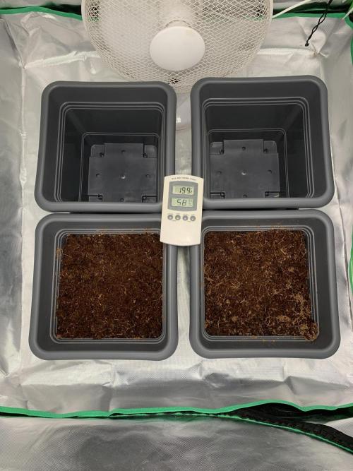 Puff Mints & Sunset Cherry grow journal by Jopa420 - GrowDiaries