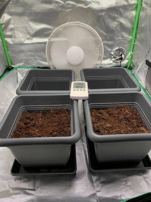 Puff Mints & Sunset Cherry grow journal by Jopa420 - GrowDiaries