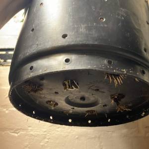 Blue Dream Auto / FastBuds strain info - GrowDiaries