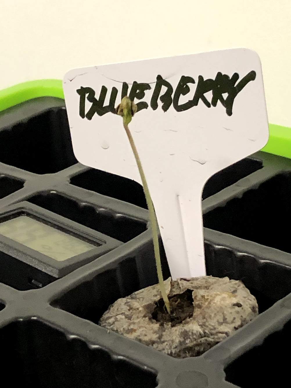 Zamnesia Seeds Blueberry Automatic grow diary (journal) week1 by ...