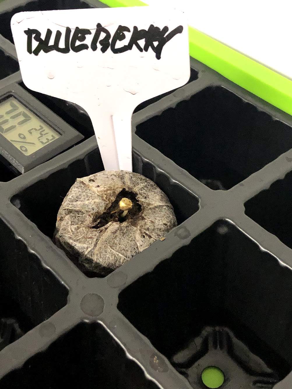 Zamnesia Seeds Blueberry Automatic grow diary (journal) week1 by ...