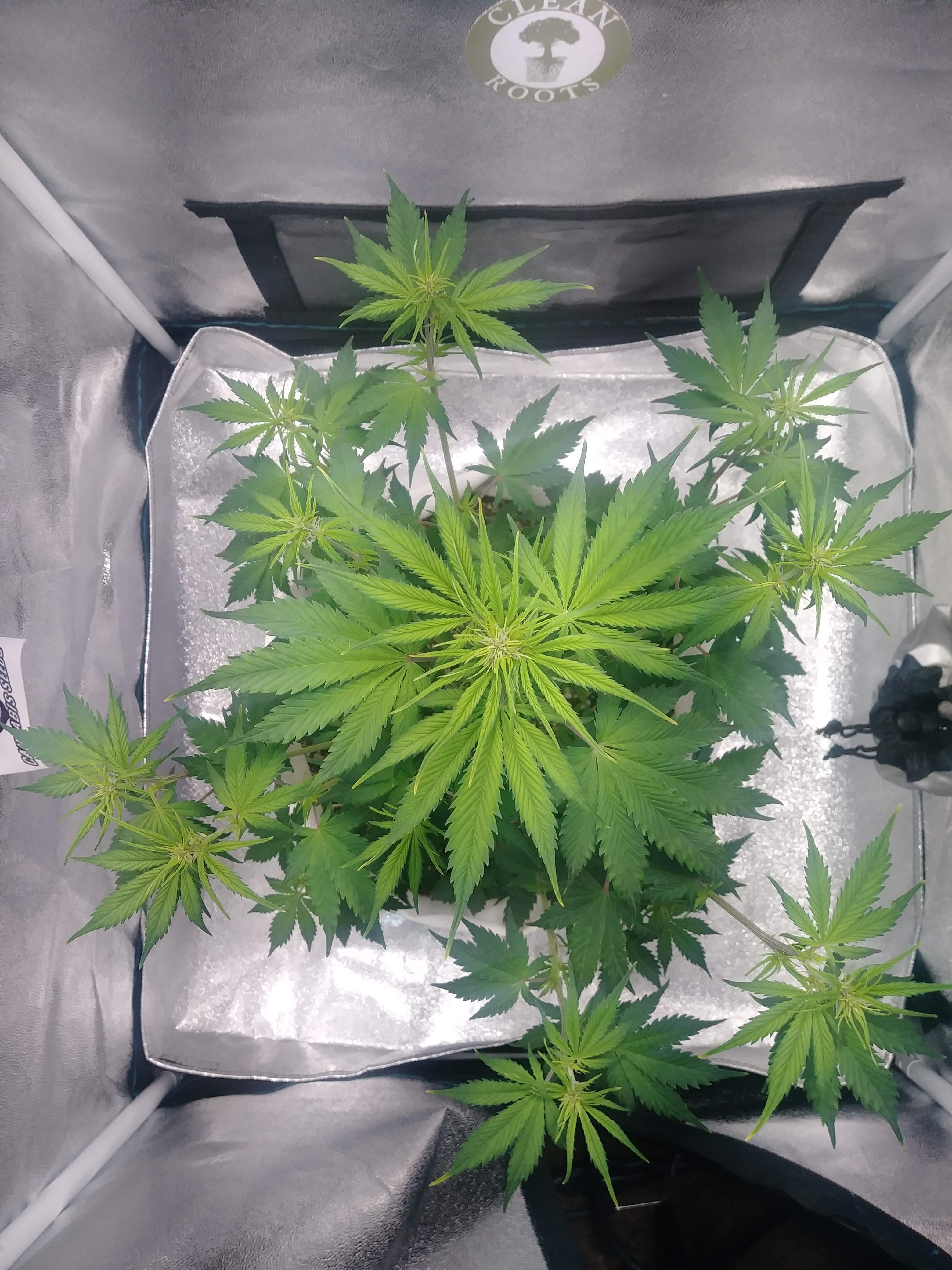 Sweet Seeds Dark Devil Auto® grow diary (journal) week5 by Removed ...