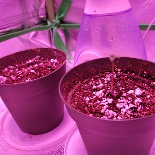 Mass Medical Strains Dandelion Gum grow journal by morrii_sons ...