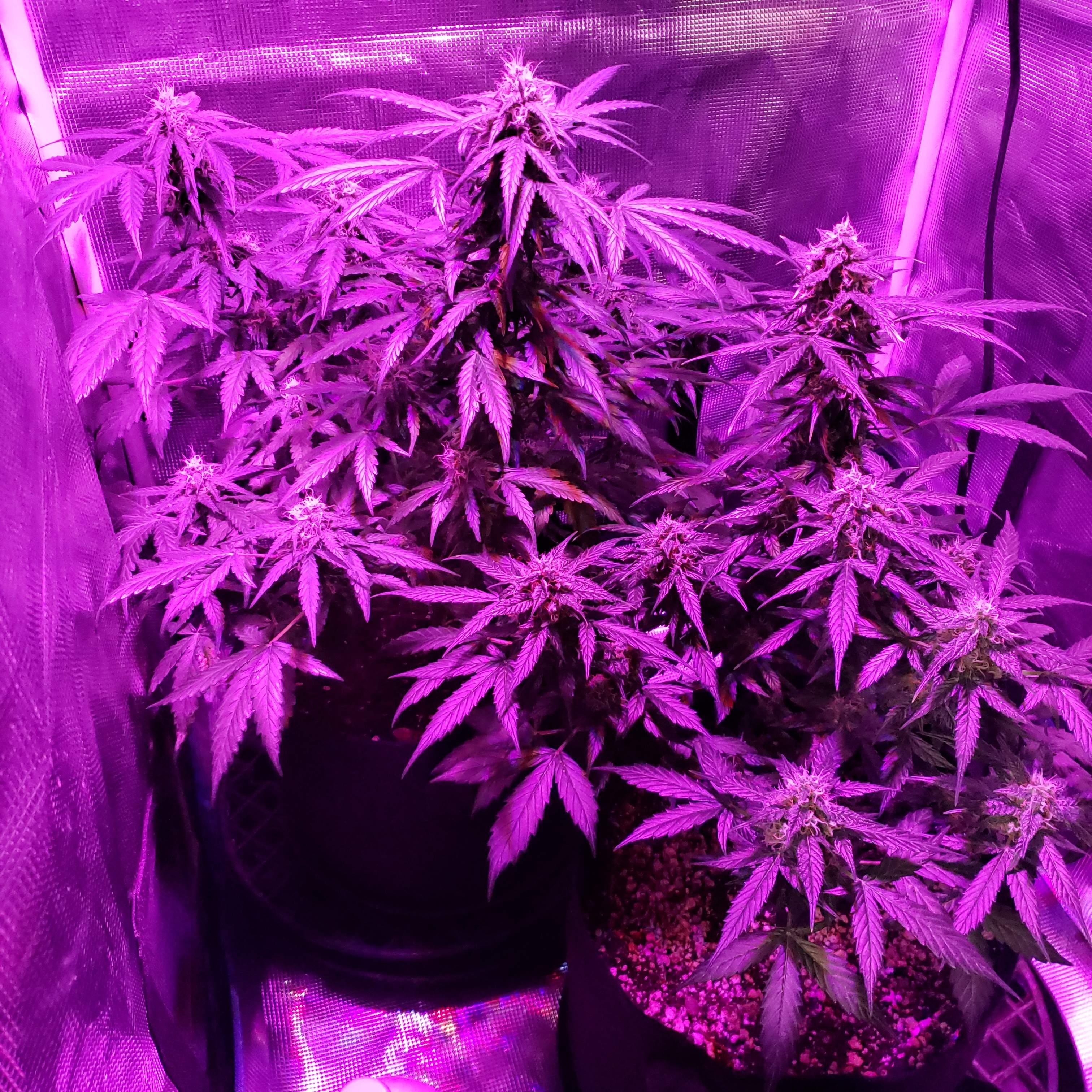 Oasis Genetics Magnum Auto grow diary (journal) week7 by GHempster ...