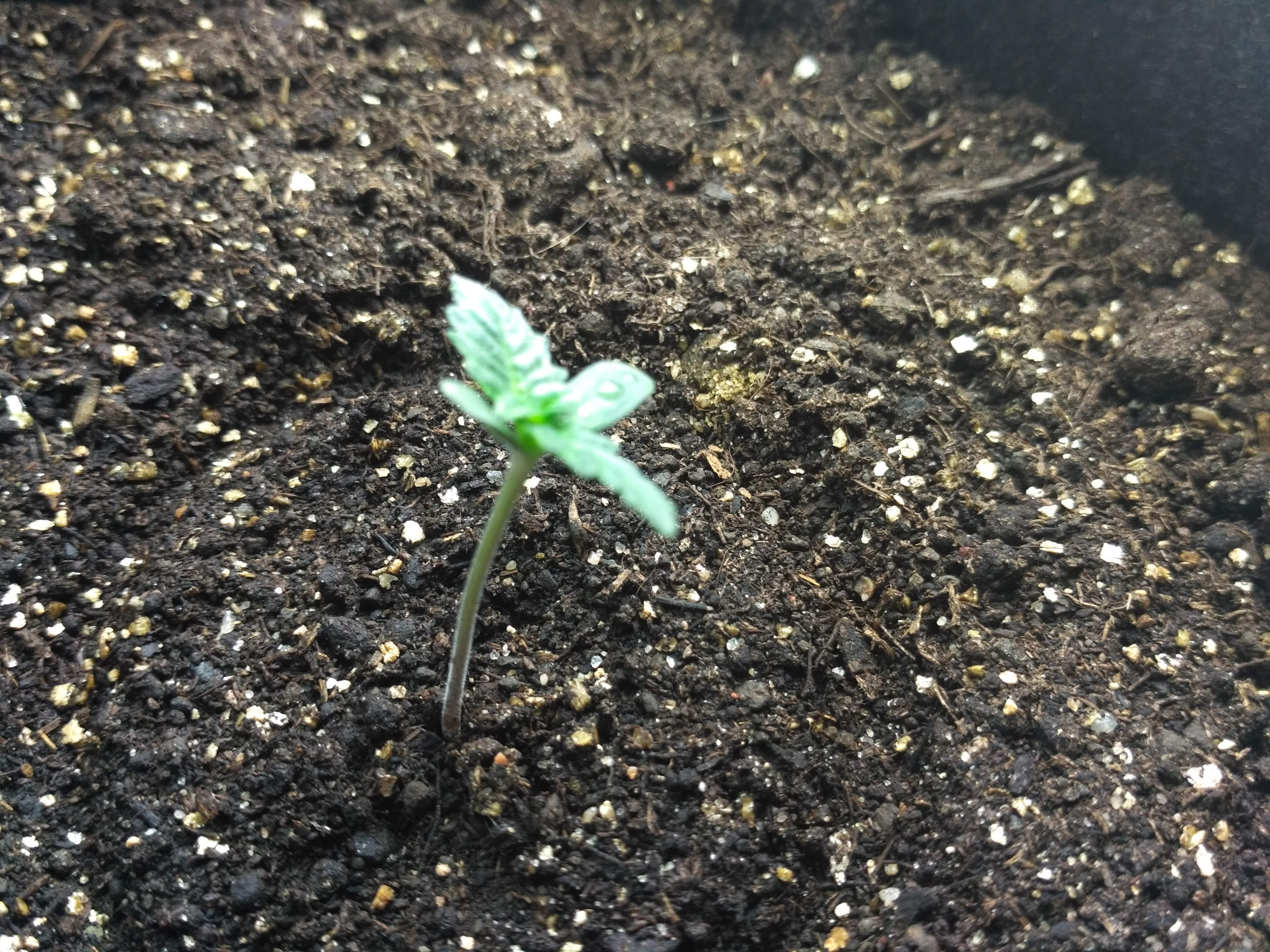 Fast Buds Crystal METH grow diary (journal) week1 by bratbabyor ...