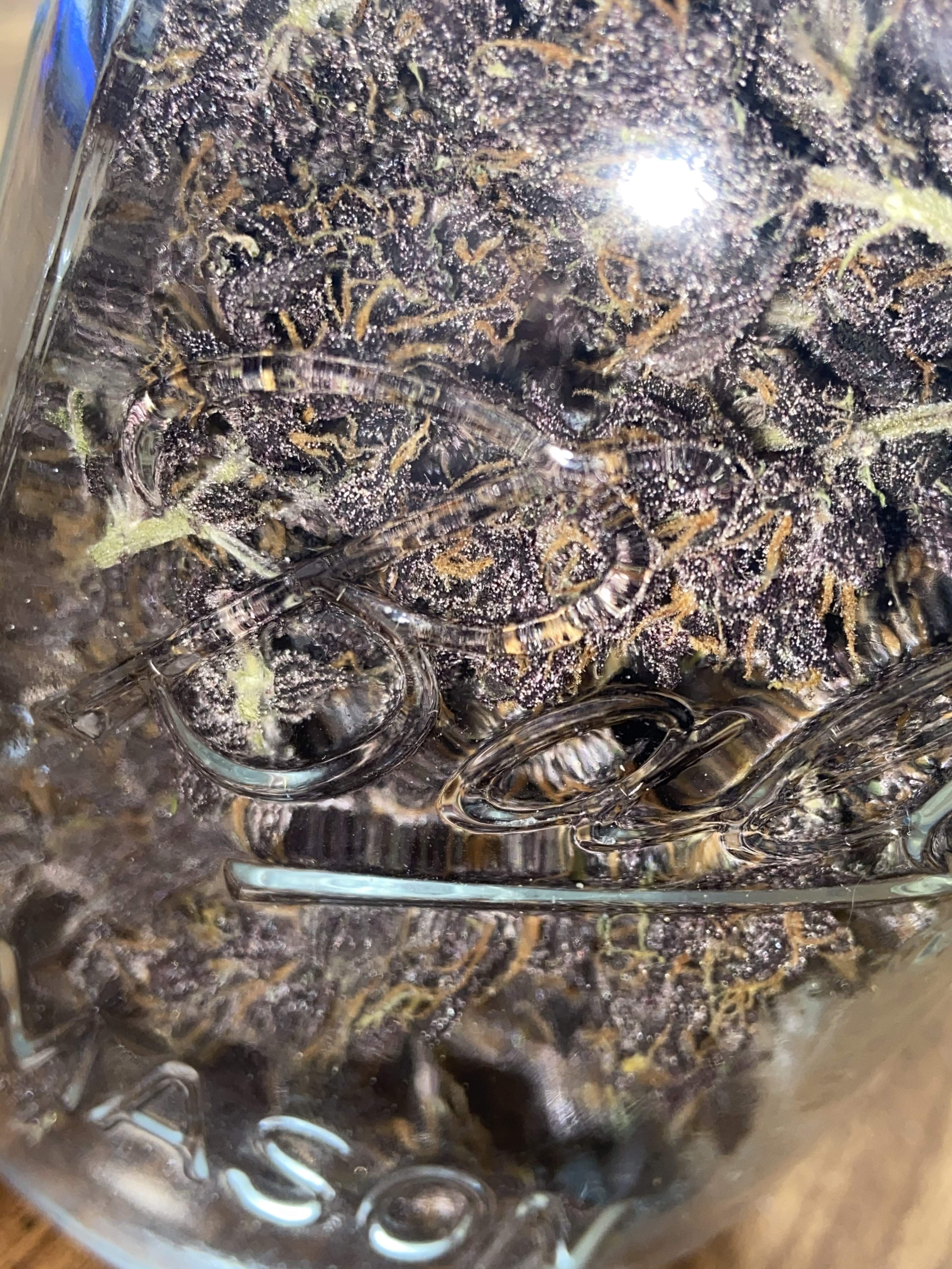 Fast Buds Fastberry Auto grow diary (journal) harvest9 by ShireFarms ...