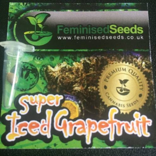 Custom Breeder & Strain SUPER ICED GRAPEFRUIT FEMINIZED grow journal by ...