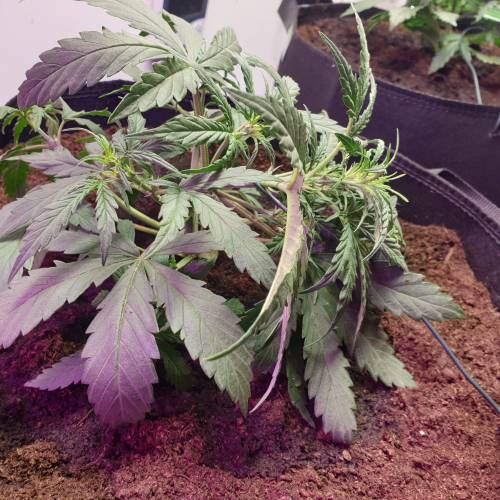 Fast Buds Zkittlez Auto grow journal by GANJALORD420 - GrowDiaries