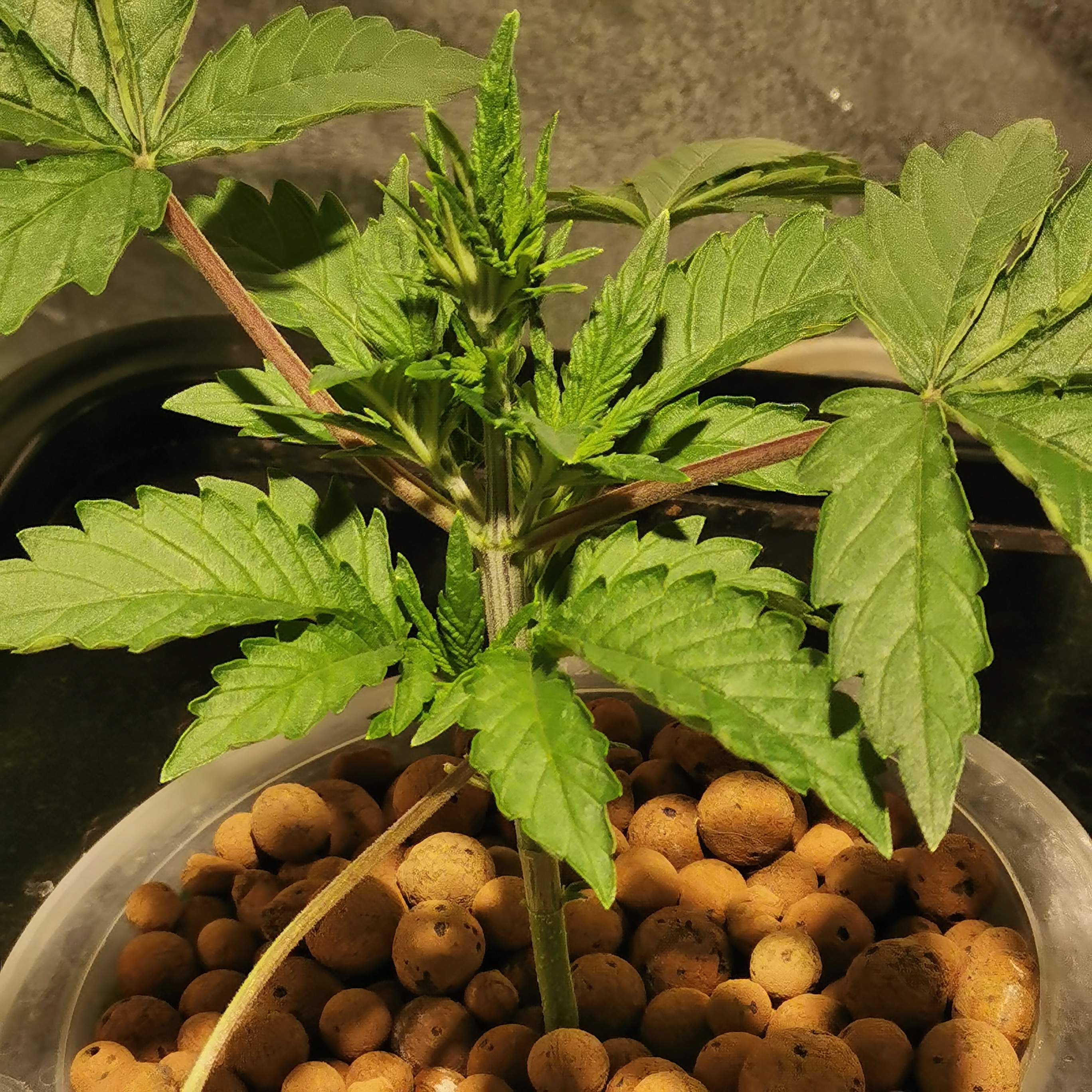 Chocolope x Bruce banner, Gorilla Glue x Zkittlez, Gorilla Glue x ...