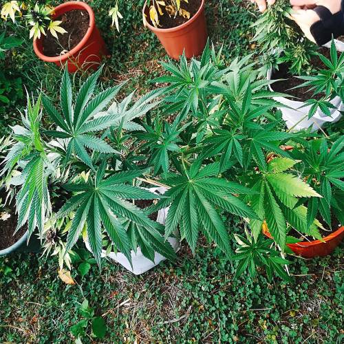 Zamnesia Seeds Runtz grow journal by JustGrowThat - GrowDiaries