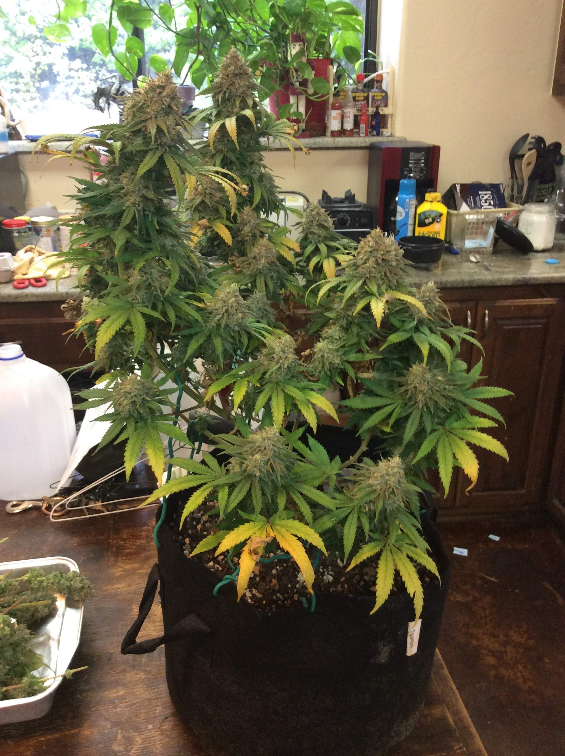 Super Skunk 3 grow diary (journal) 2 harvest12 by Longmountain ...