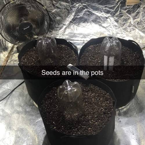 Growers Choice Seeds Critical Purple Autoflowering grow journal by ...