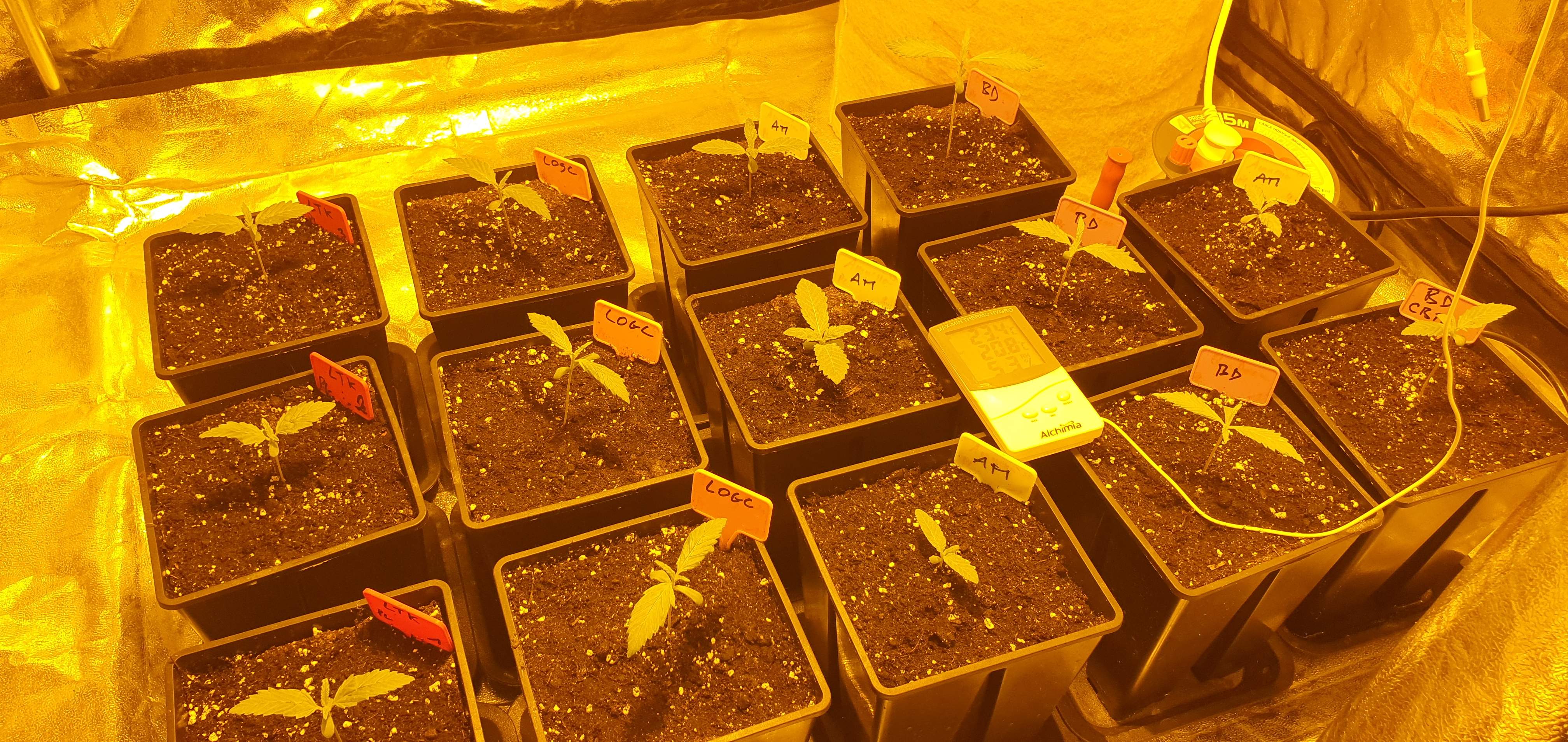 Super Strains Amnesia, Philosopher Seeds Lemon OG Candy, Humboldt Seed ...