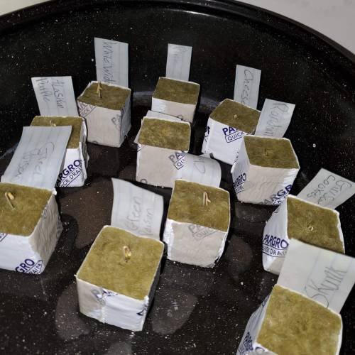 Original Skunk #1, Cheese, White Widow, Pink Kush, Alaskan Purple Auto ...