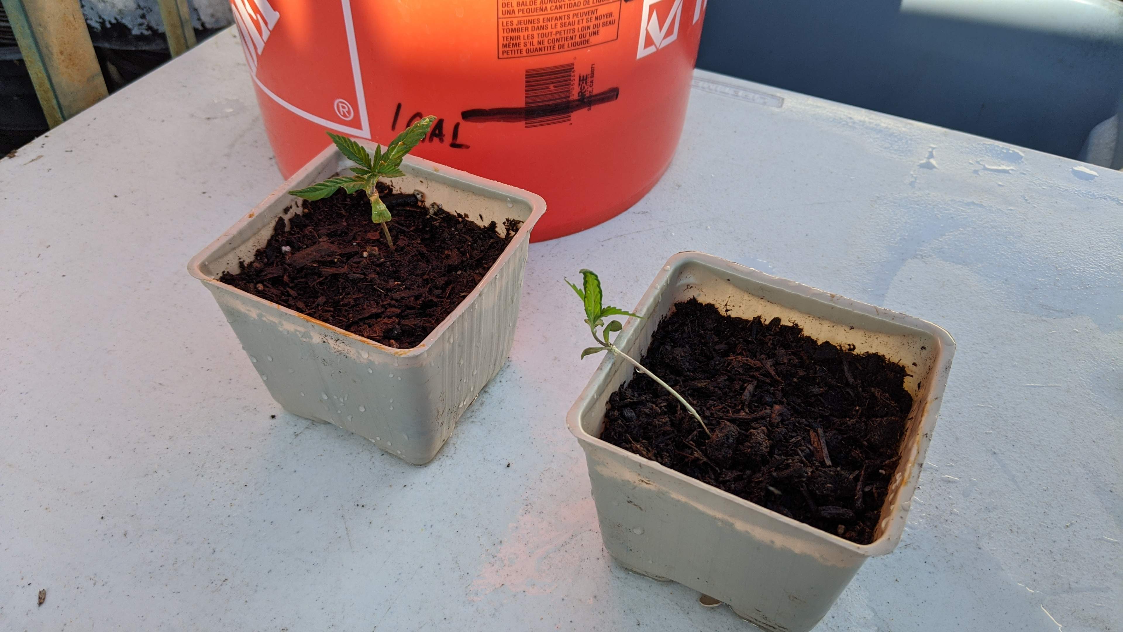 Seedling issues grow question by that_modest_grower - GrowDiaries