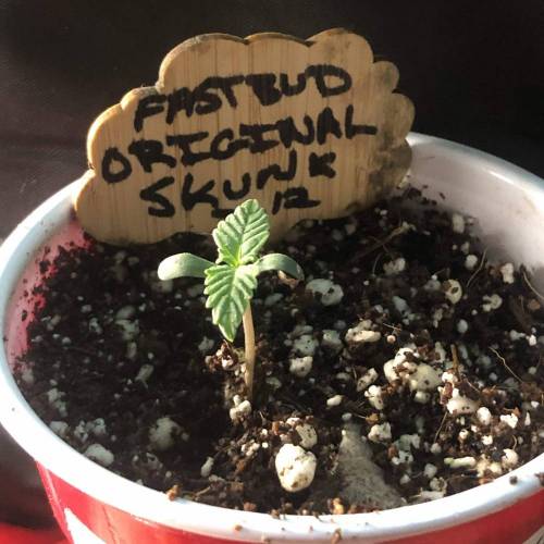 Origin Skunk Auto by Fastbuds grow journal by bigfarmah...