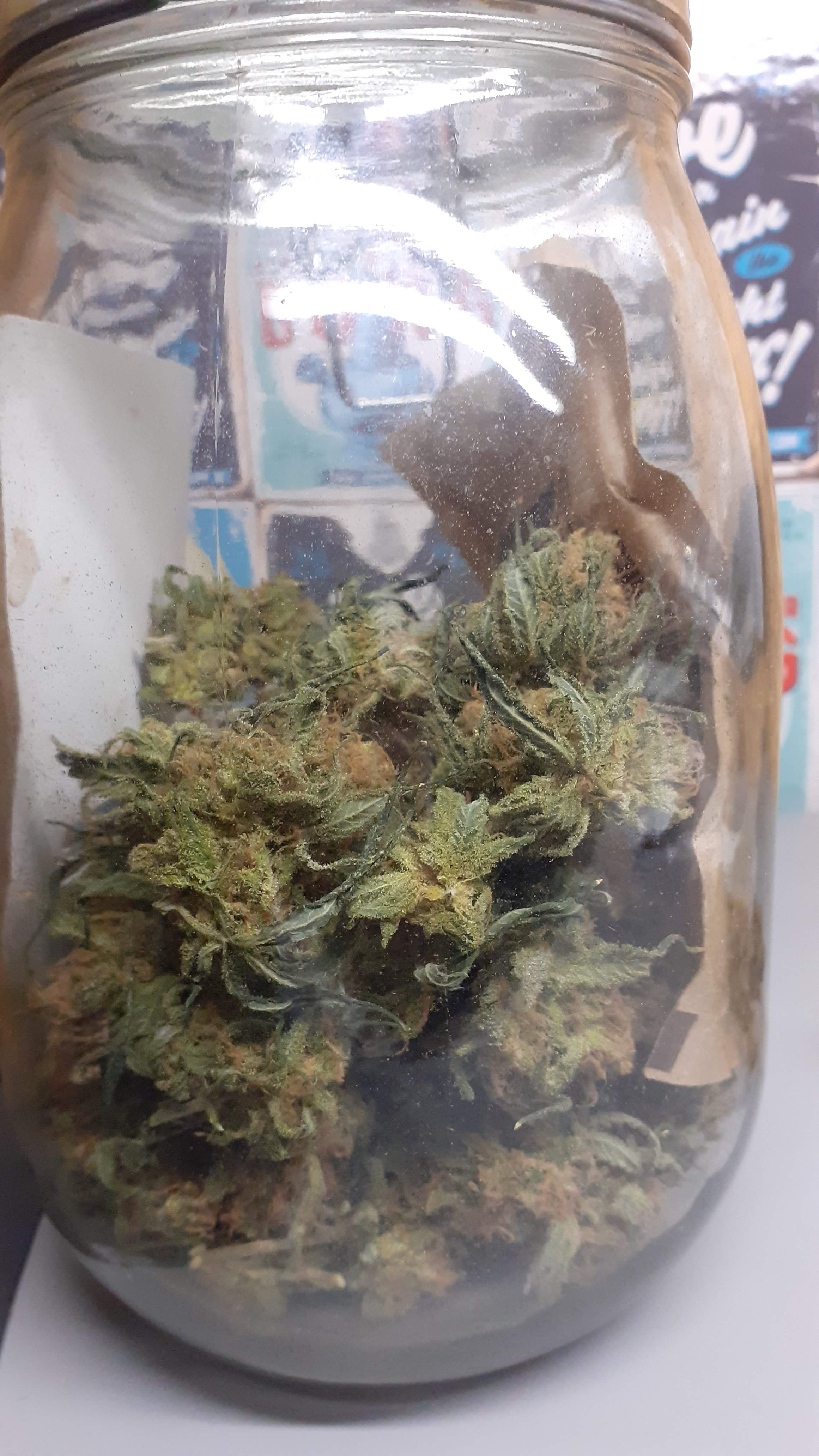 Zamnesia Seeds Blue Dream, Zamnesia Seeds Blue Dream, Zamnesia Seeds ...