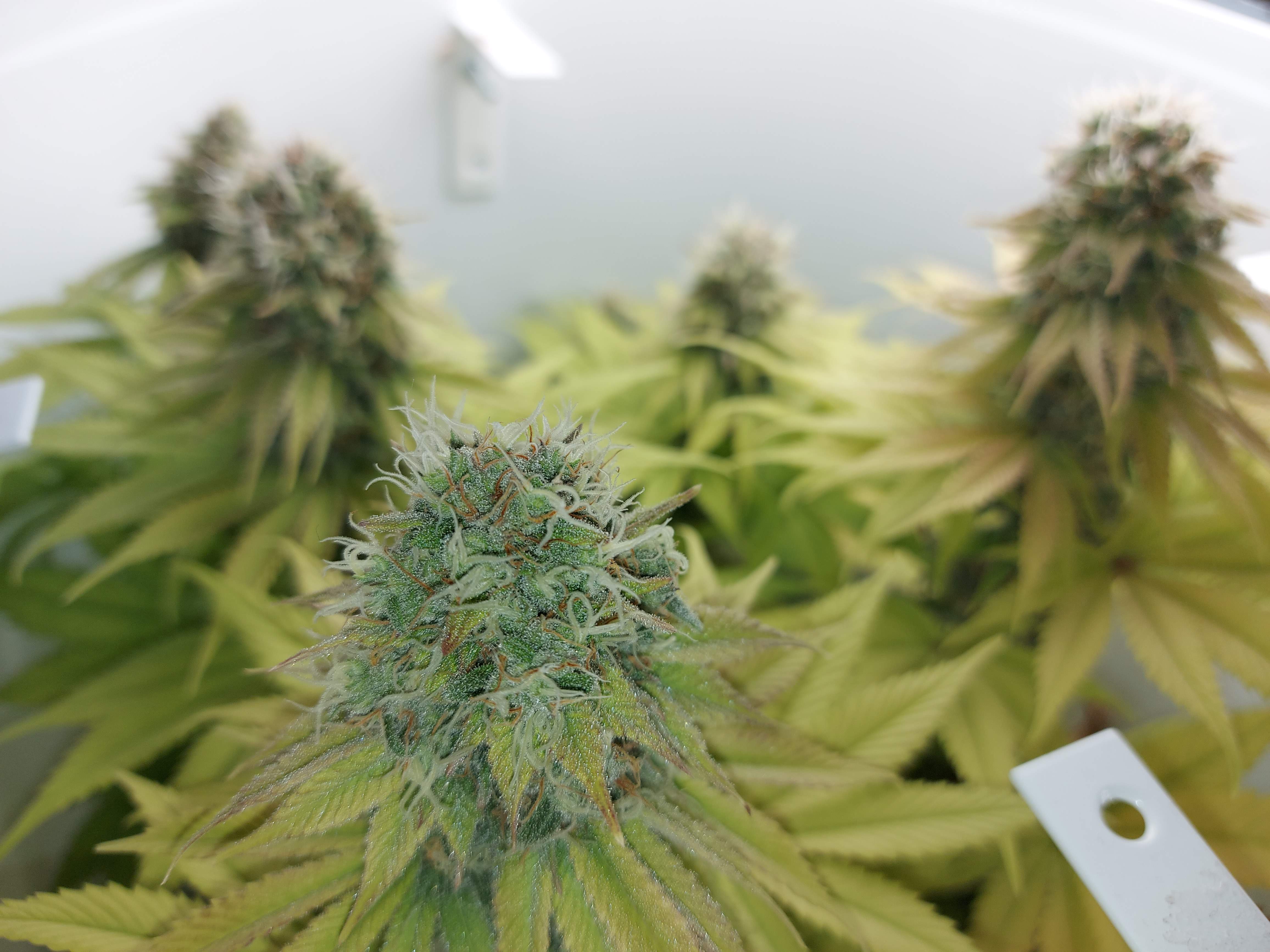 Dutch Passion Mazar grow diary (journal) week11 by skunkhunt42 ...